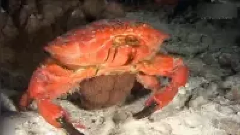 动物世界;种类繁多的的海底生物!