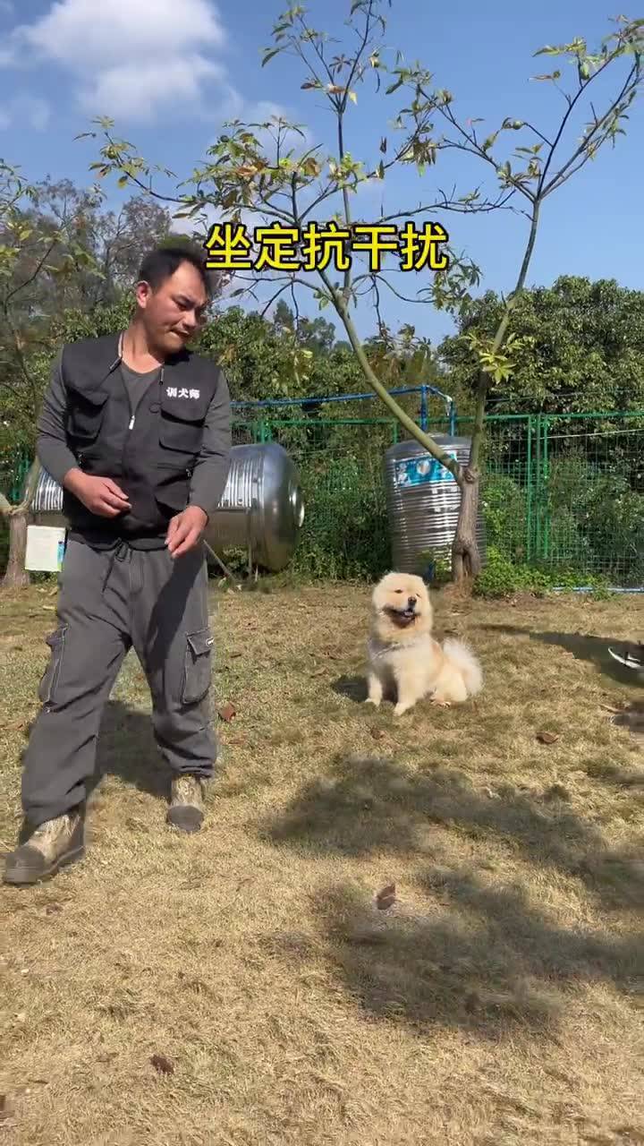 又一只狗狗要在训犬学校毕业啦