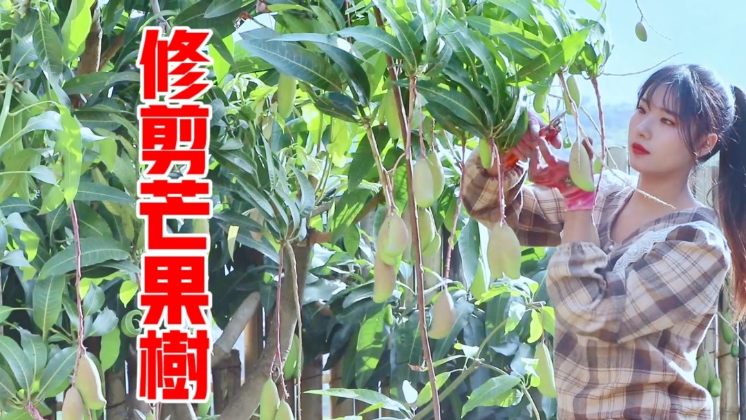 云南姑娘兼职芒果修枝技术员:掌握这门修剪技术,挂果率才高