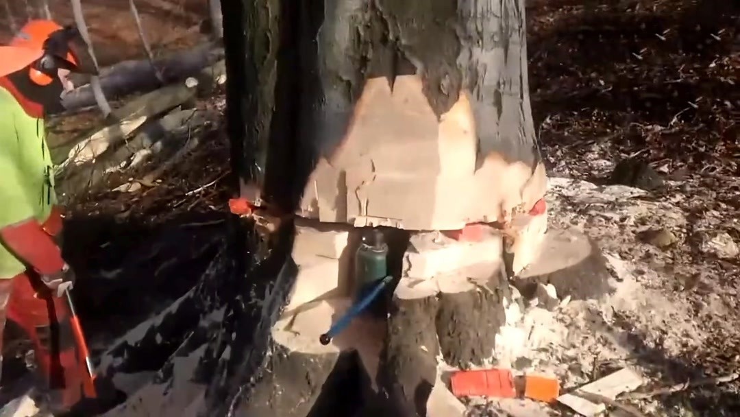国外大神发明的千斤顶伐树法,两个人就能砍断一颗大树,亏他想的