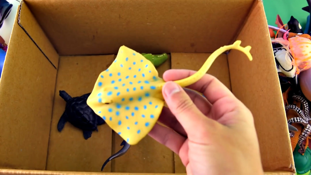 乐享动物乐园 第6季 第971集 带你认识扇形魟鱼和绿海龟