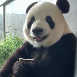 可可爱爱熊猫王国 