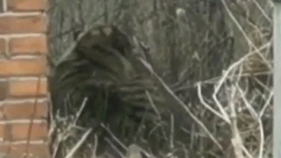 黑龙江出现东北虎进村咬伤一名村民,有车辆被击碎车窗玻璃