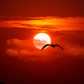 白雪香风伴剑鸣 