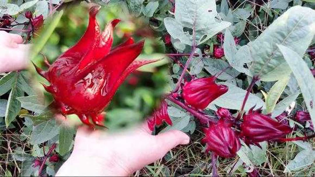 200元一公斤的花朵,具有非常高的药用价值,竟然是舅舅的神器