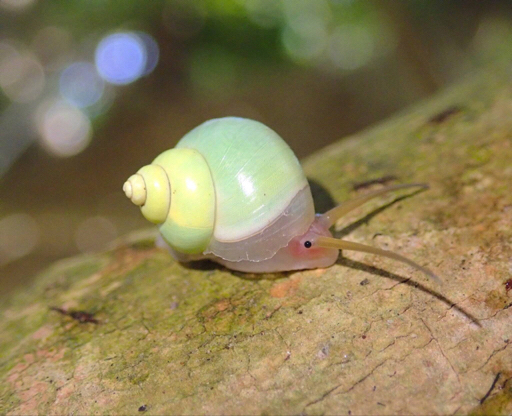桉昕 