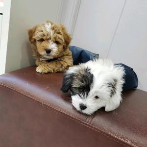 青如梅A健康小科普 