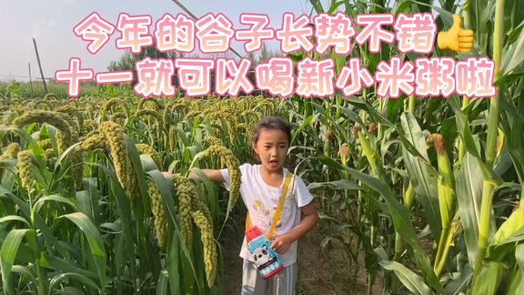 自家种的谷子就快要收割了,爱喝小米粥的可以提前预定哦