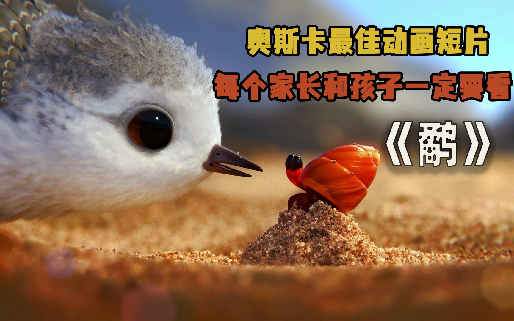奥斯卡最佳动画短片《鹬》,父母是孩子最好的老师