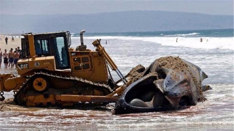 国外海滩发现巨型不明生物,奄奄一息,推土机都怼不动