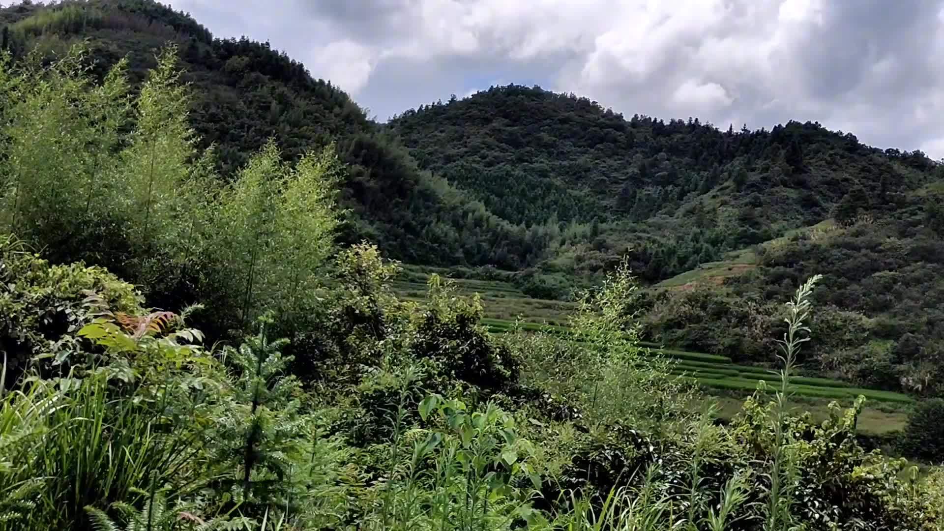 用土方法引诱蜜蜂,无成本也不用管理,蜜糖质量好每次开收获满满