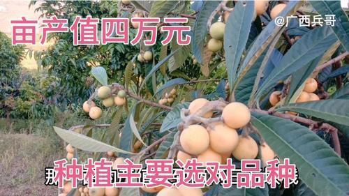广西兵哥说三农,带你去看枇杷种植亩产值四万元,关键在选对种类