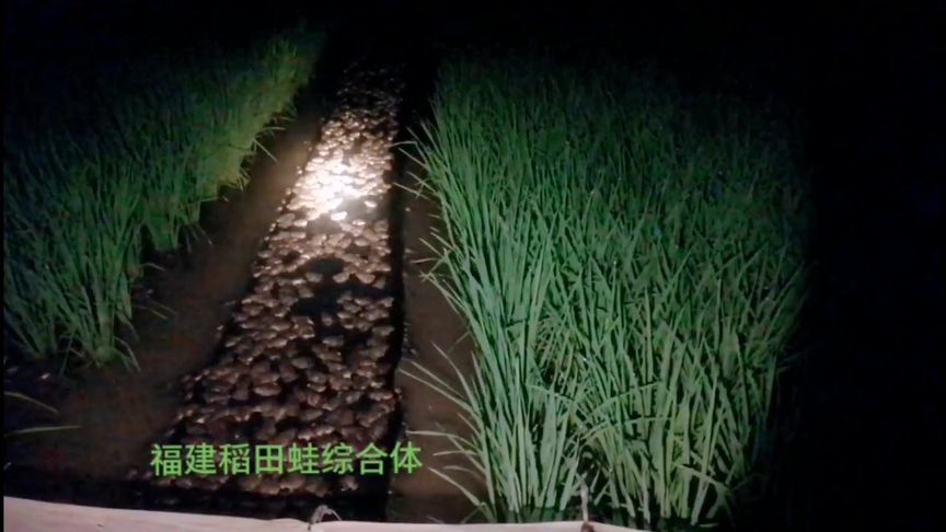 #用爱守护快乐成长 #乡村振兴 #袁隆平,雨后最美声音