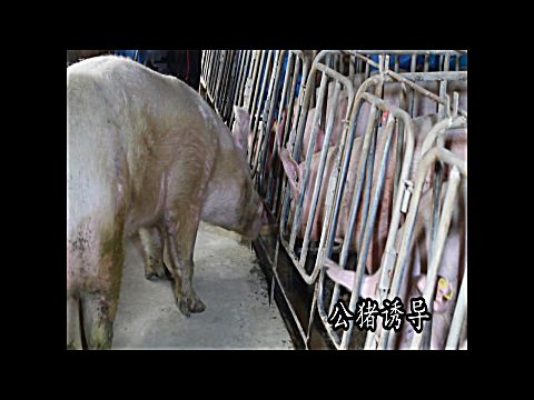 中国畜牧业协会猪场巡回培训实操宣传片