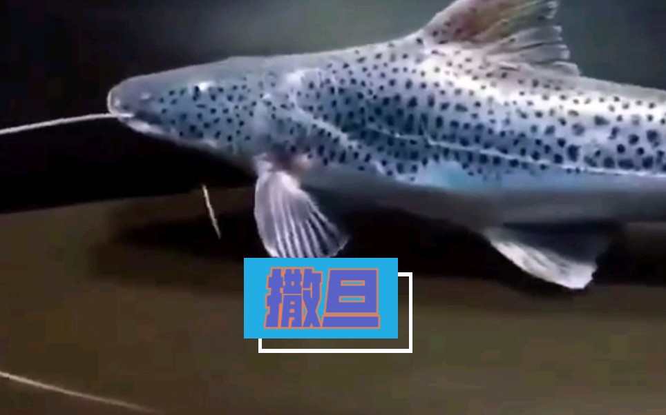 头一次见点这么多的撒旦