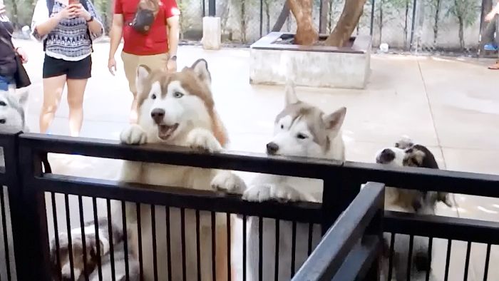 泰国一家主题咖啡厅,服务员竟是一群二哈,看完好想去!