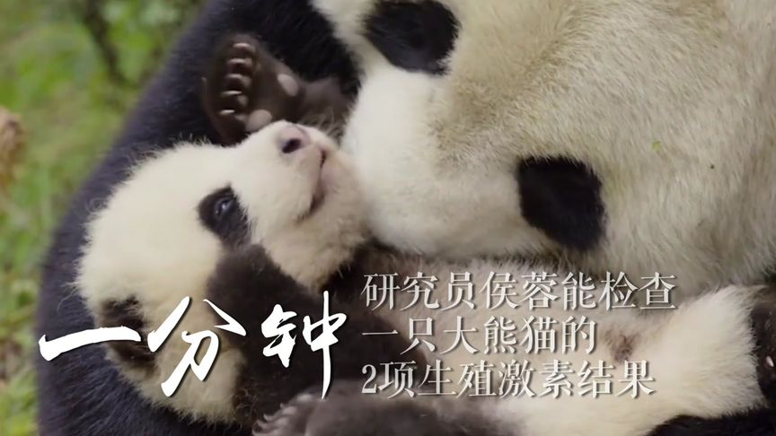大片又来!国家形象系列宣传片:中国一分钟