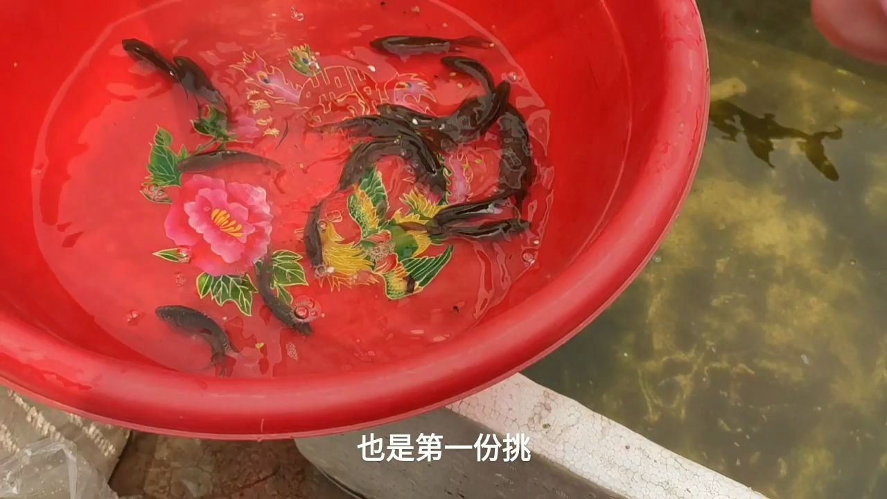 下午寄八份快递,三份补人家的,寄斗鱼还是用扎袋安全