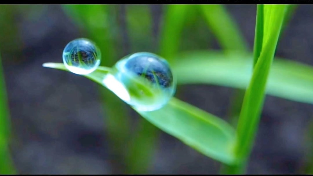 【生物大师 高中】光合作用的原理——农谚里的智慧