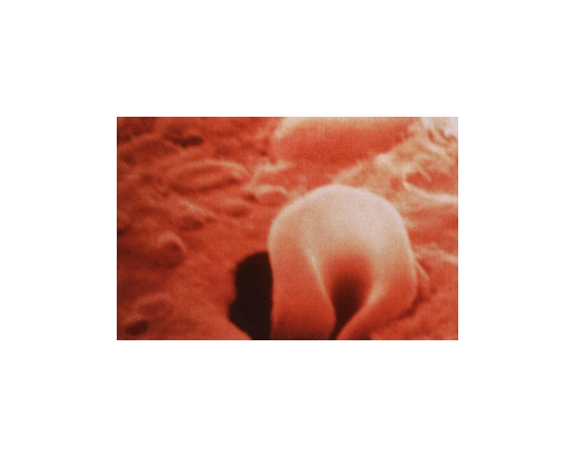 活氧素胶囊 