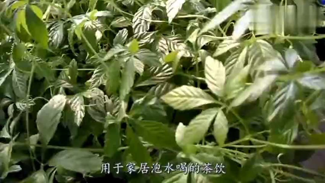 绞股蓝泡水的功效与作用有哪些?