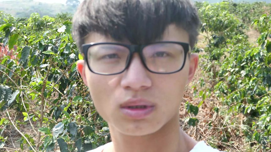 拍咖啡树回忆起童年在咖啡地里嬉戏打闹,青春一去不复返。