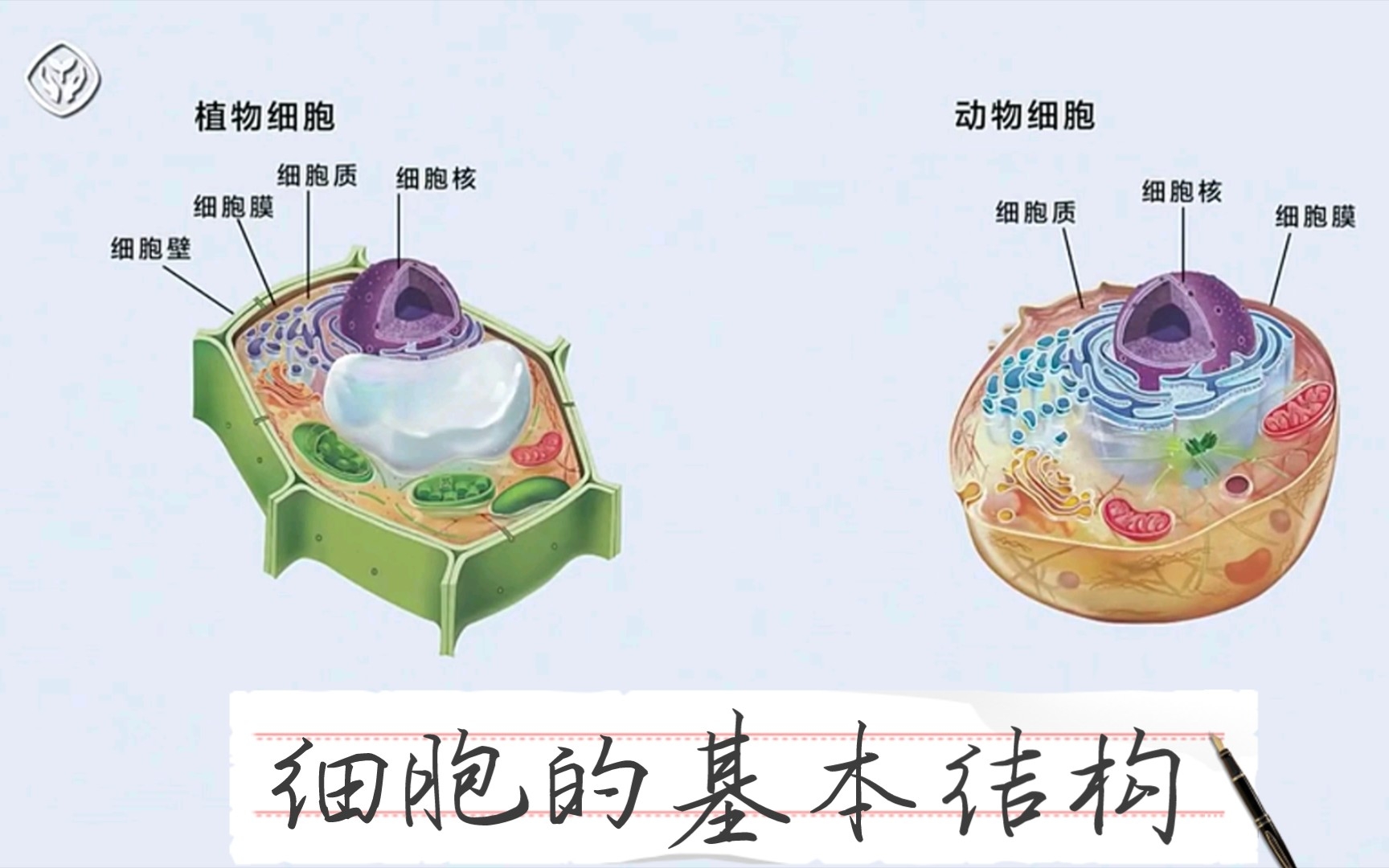 细胞的基本结构