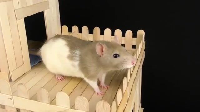 制作漂亮的仓鼠房子