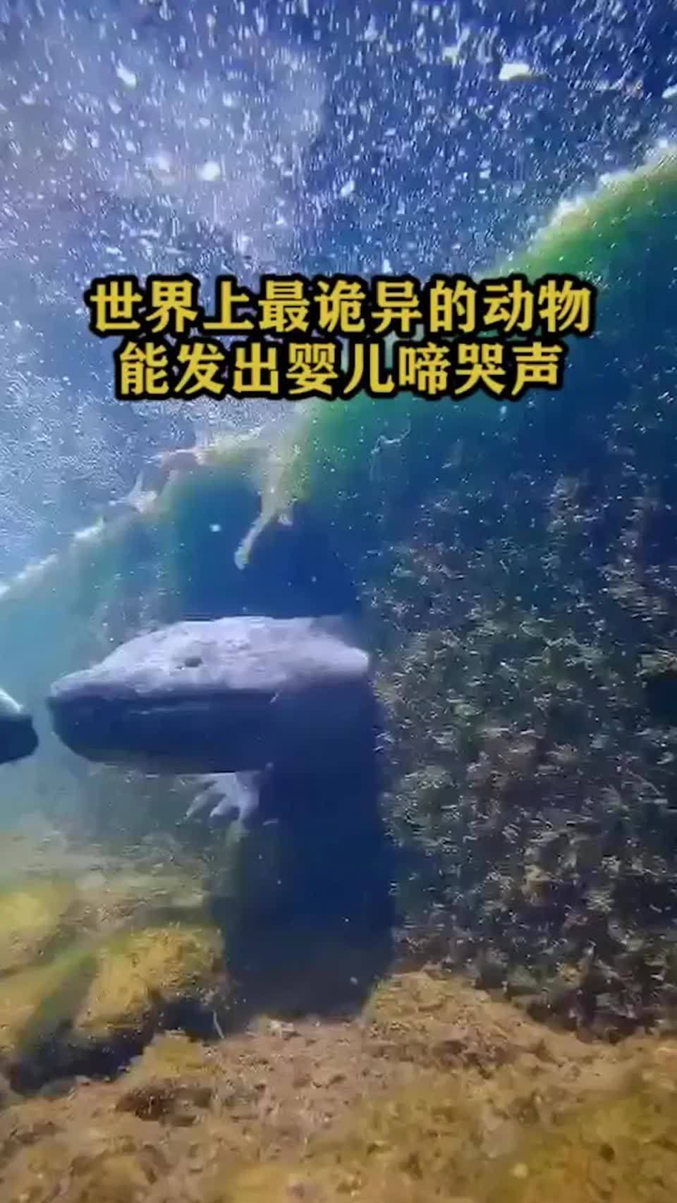 世界上最诡异的动物,能发出婴儿啼哭声