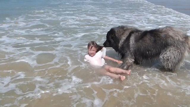 小女孩在海边玩耍,突然被狗狗咬住,下一秒“意外”发生