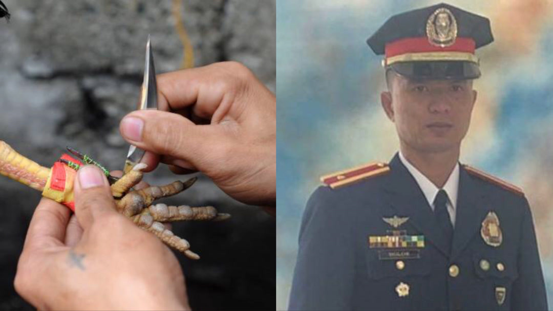 悲剧!被斗鸡脚上的刀片割破动脉,菲律宾一警察意外身亡