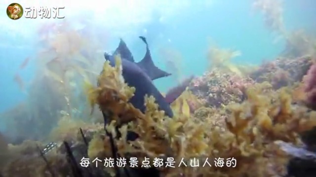大型海洋灾难片,成千上万条鱼被冲上岸,整片海滩都被包围