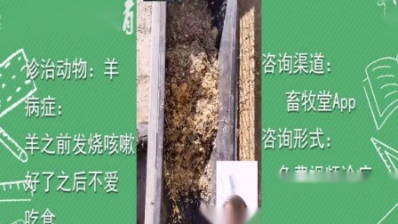 羊发烧咳嗽,经畜牧堂诊疗后好了,但还不爱吃时,看这回怎么治?