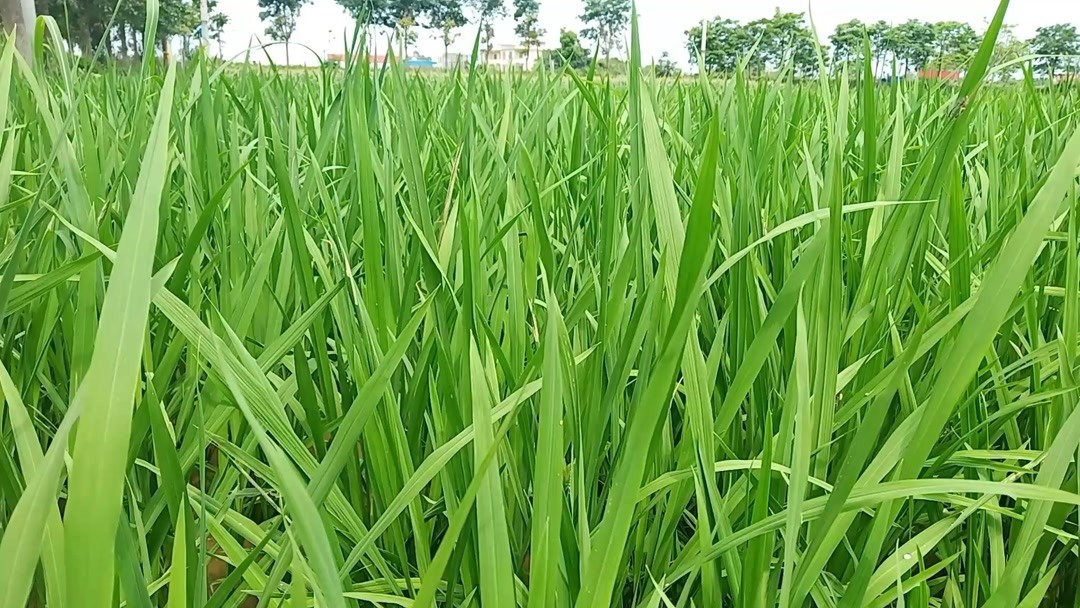 今年禾苗长势很好
