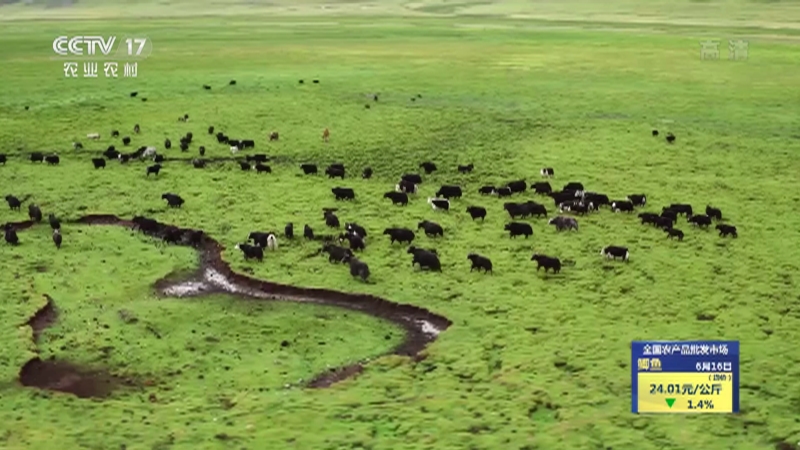 [中国三农报道]青海:筑牢国家生态安全屏障