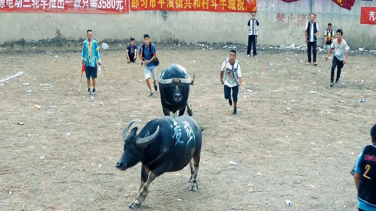 66不跟99玩了,以为来个回马枪,但还是让牛主失望了