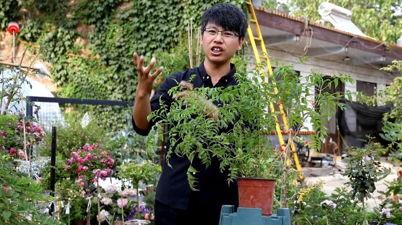 这种藤本花卉,炎热的夏季正是盛花期,并且耐寒又耐热
