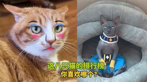 宠物解说:这些猫咪的热度排行榜,你喜欢哪个?