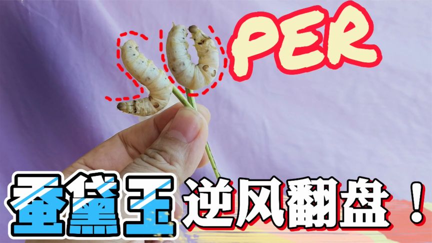 天气凉爽胃口好,每天桑叶吃到饱!曾经瘦弱的蚕宝宝,25天大变样