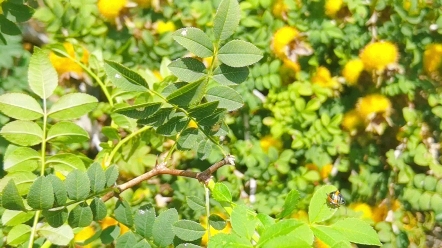 南方泡酒的野果,维C之王刺梨