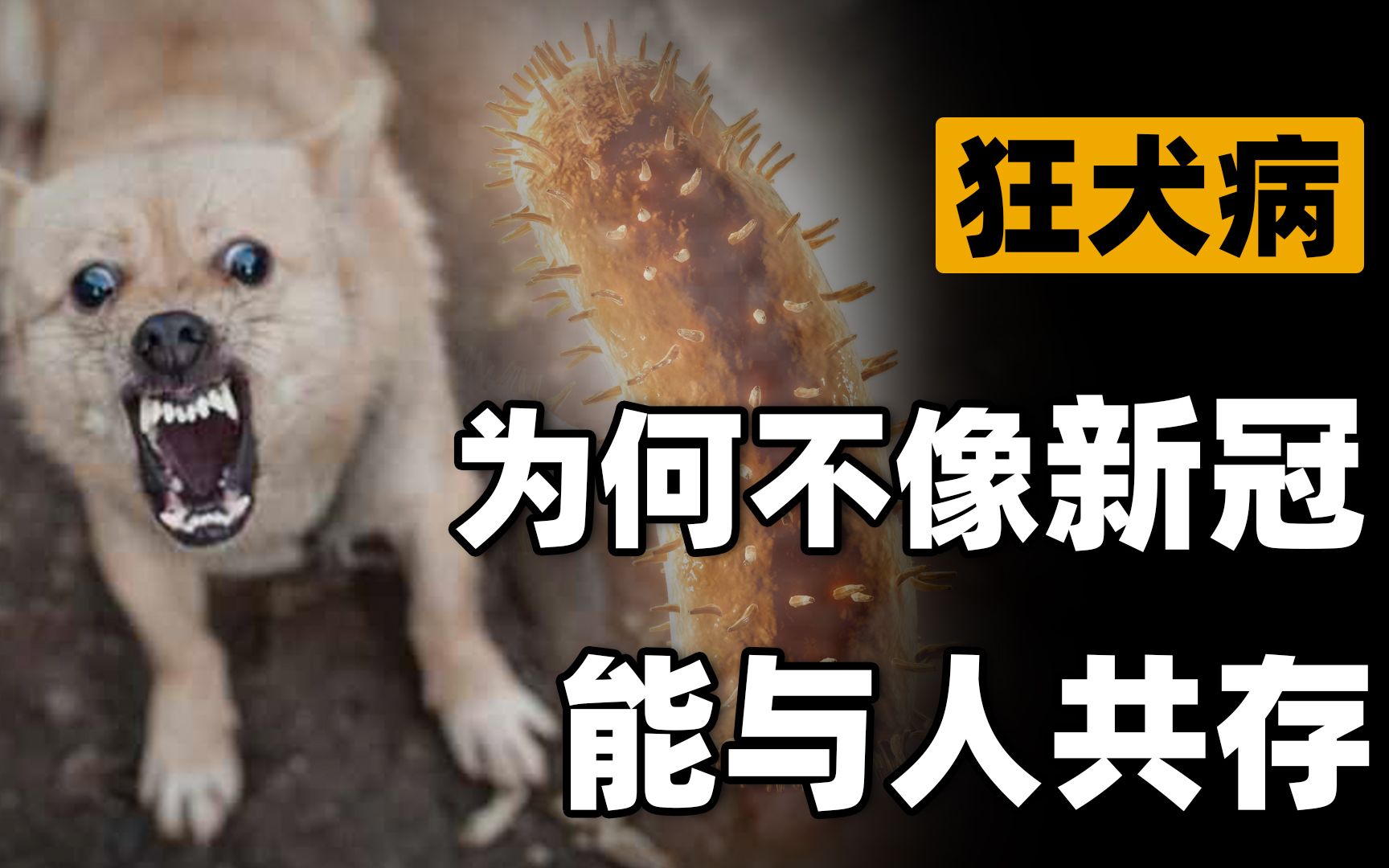 新冠病毒3年变弱,为何同源的狂犬病毒过了上千年,依然那么毒?