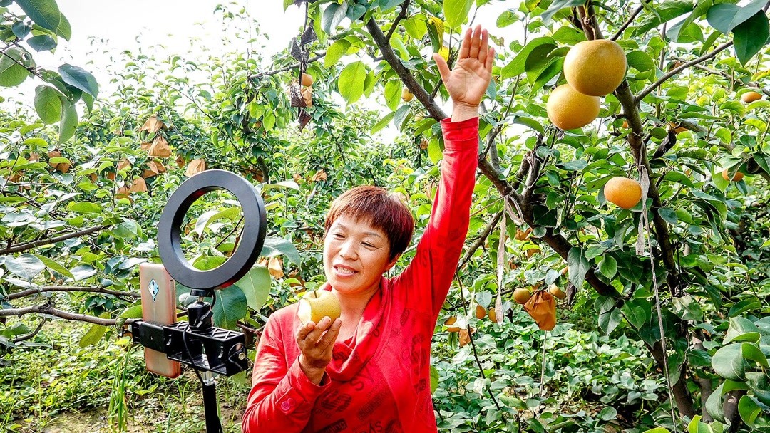 农产品直播带货:怎样介绍产品,如何与粉丝互动,穿啥衣服效果好