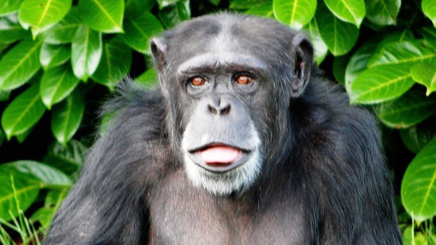 姐姐说她做动作让大家猜猜是什么动物,结果一说,引得大家哄堂大笑