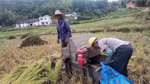 今天手工收稻谷,累得腰都直不起来。