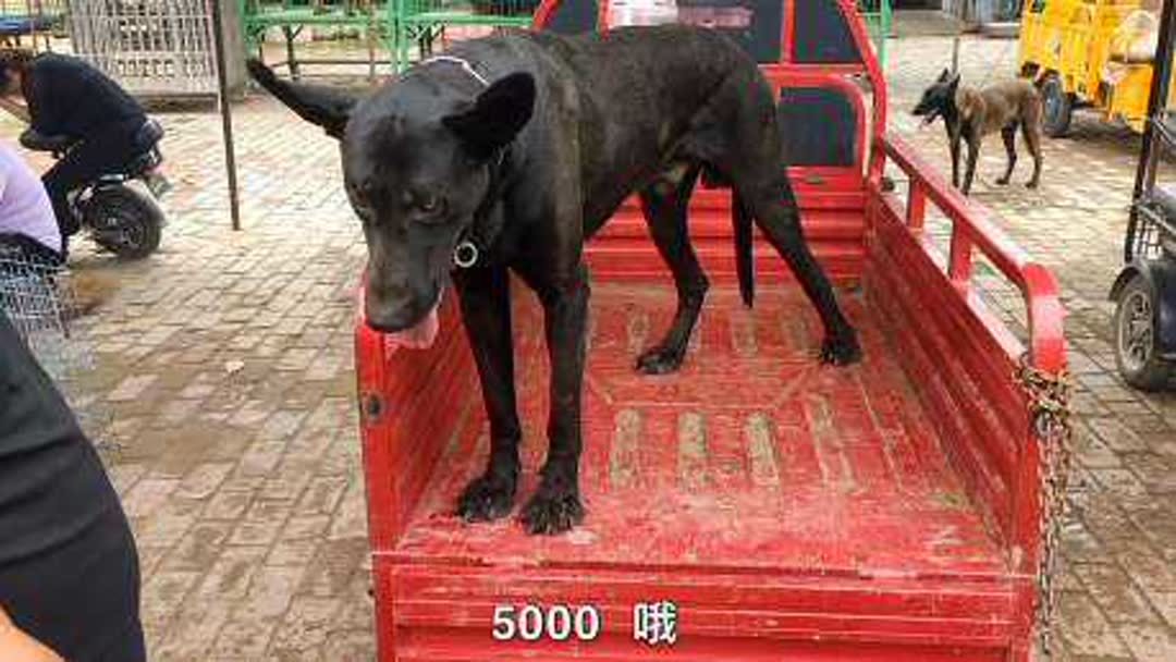 狗市遇到罕见黑狼犬,精神形态能否与狼一较高下!5000一只贵吗?