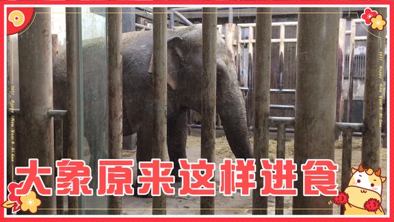 动物园参观大象馆,遇到大象吃午餐,全程实拍,像表演杂技一样