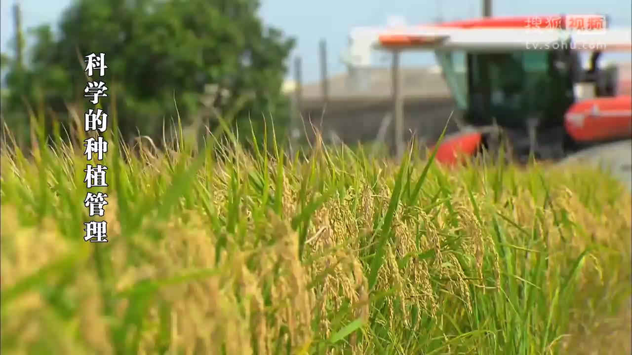 尧农思乡--尧系大米的一个生长历程及生产加工过程