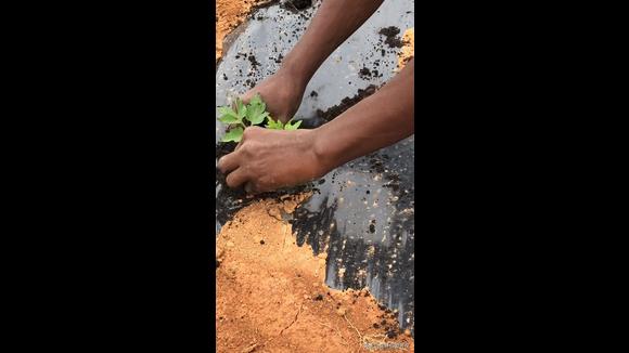 播种一个月的番茄苗终于可以移栽了,看看非洲大哥这操作姿势?