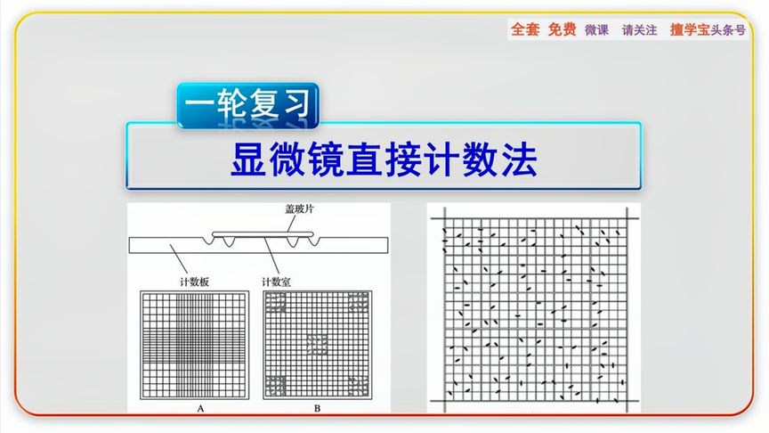 高中生物选修一~显微镜直接计数法