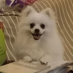 爱吃糖的小猴砸 